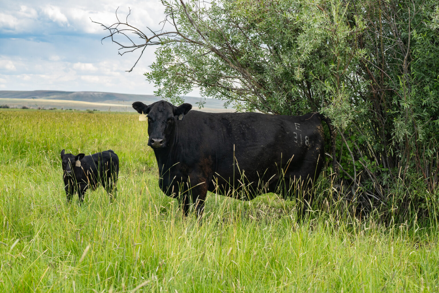 Our Ranch - Riverbend Meats